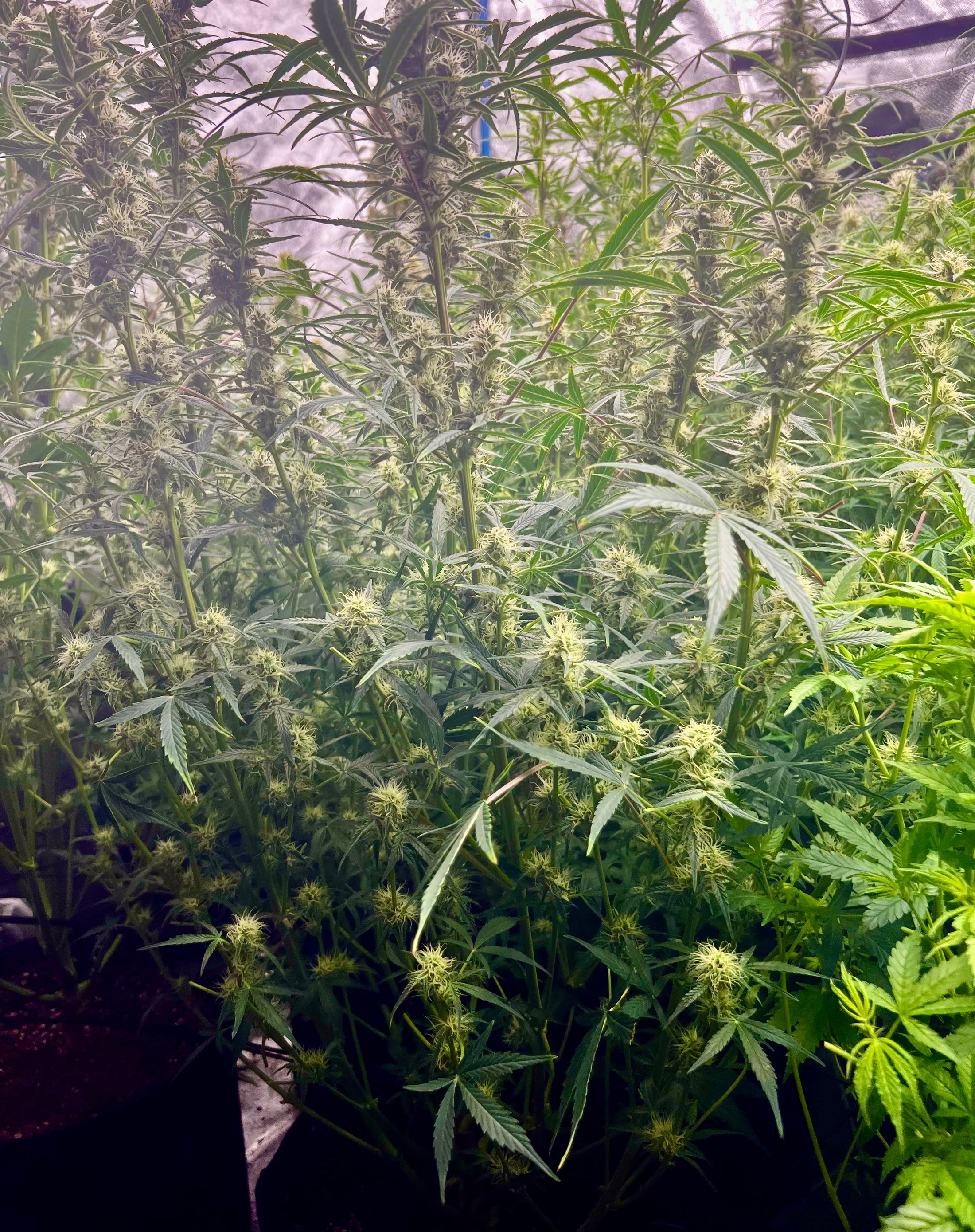 BudCharge™ – Mighty Plant Probiotic Plant Food