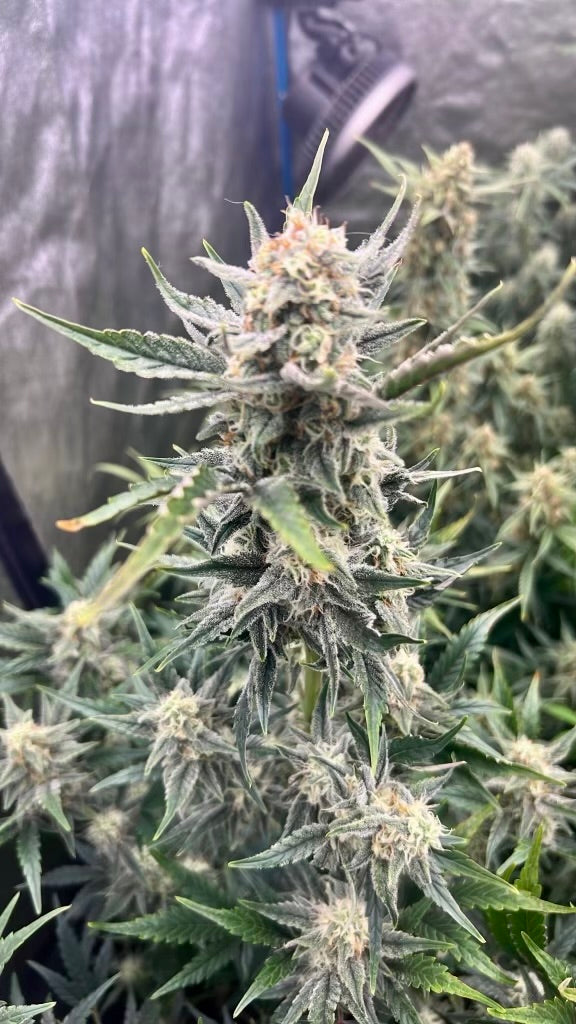 BudCharge™ – Mighty Plant Probiotic Plant Food