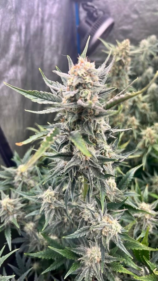 BudCharge™ – Mighty Plant Probiotic Plant Food